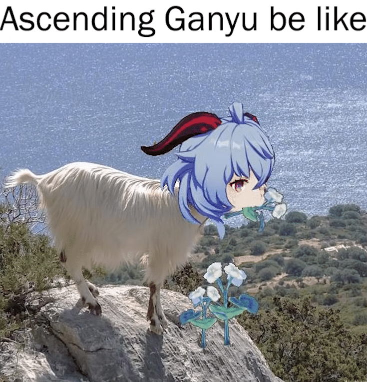 coco ... goat - miHoYo Player Community