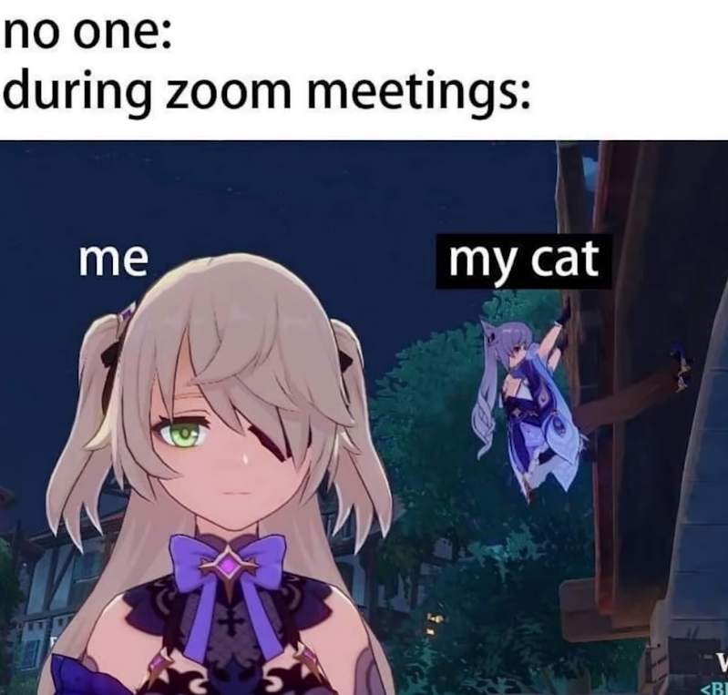 my cat : what u whatcing ?!?!? Genshin Impact | HoYoLAB