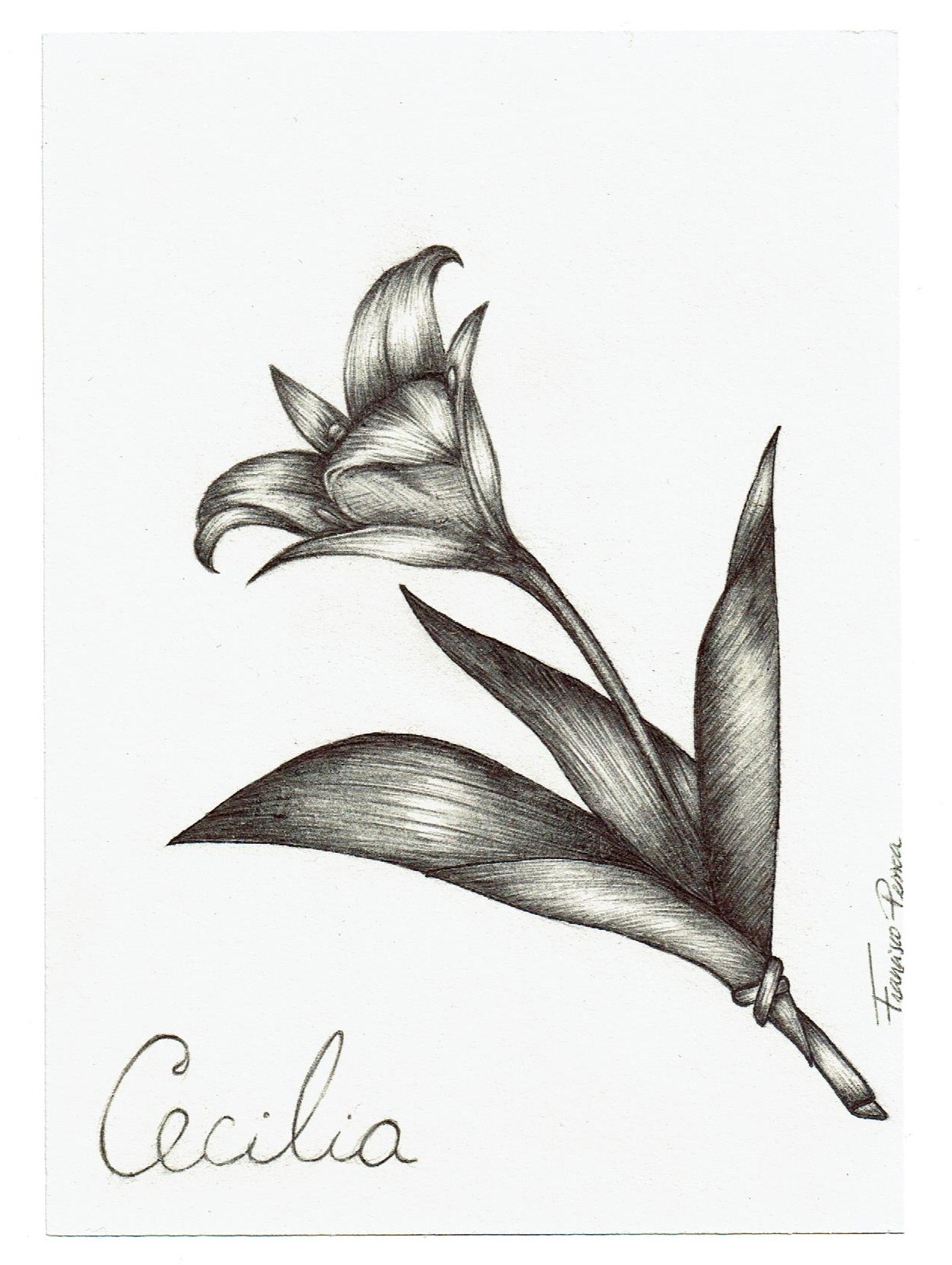 Cecilia Genshin Impact | HoYoLAB