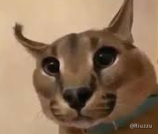 floppa Genshin Impact | HoYoLAB