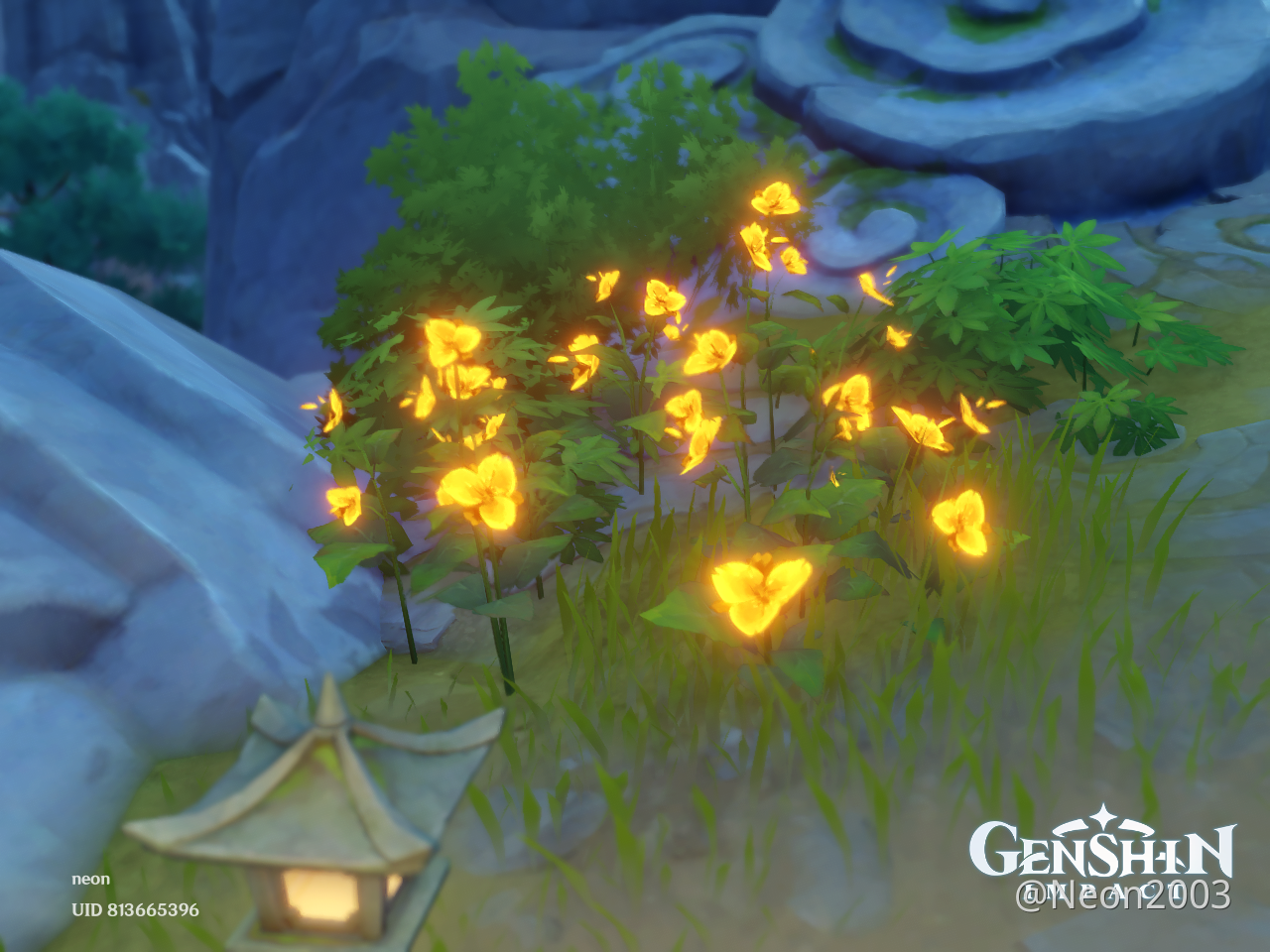 Flower of Hope Genshin Impact | HoYoLAB