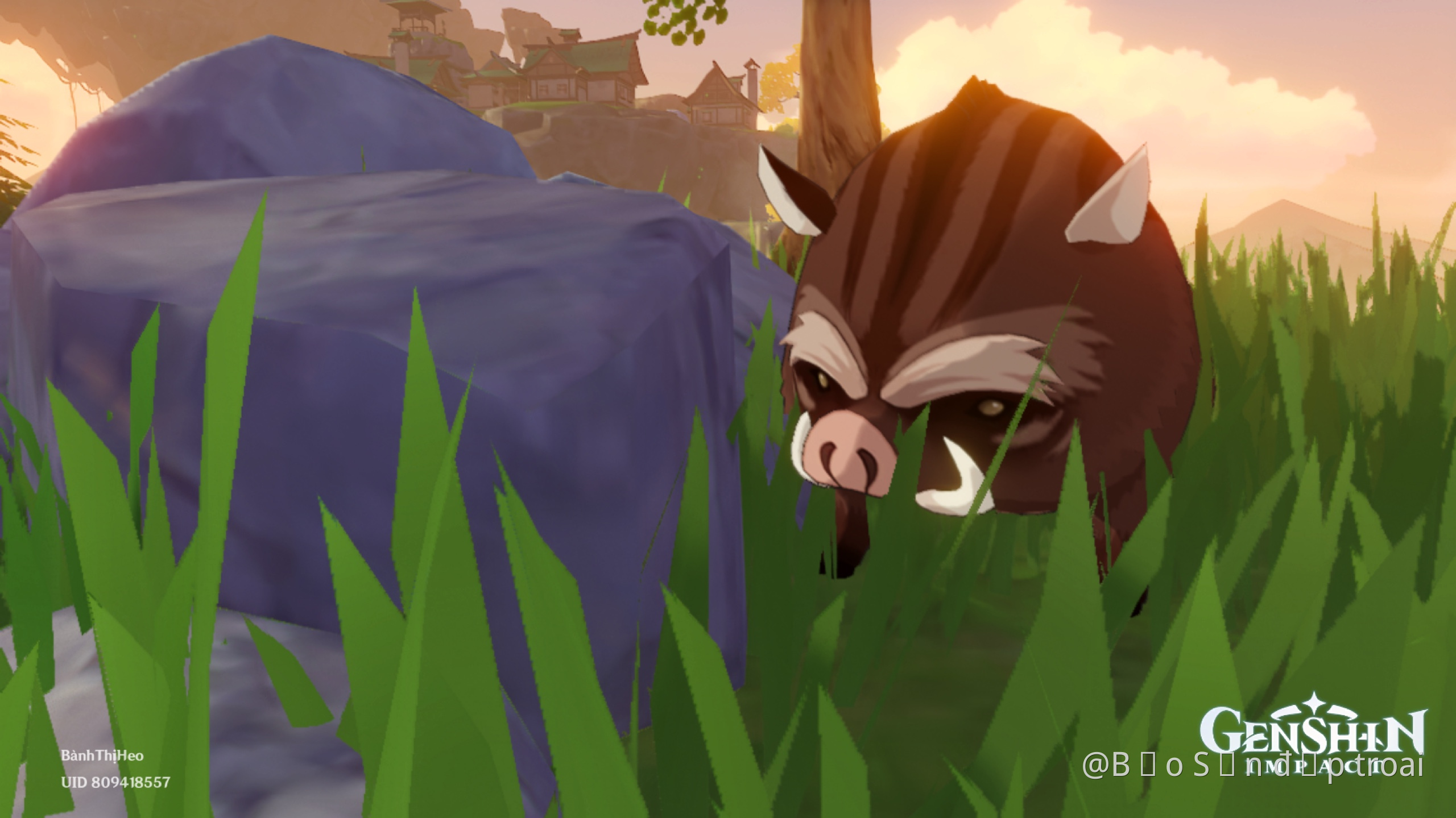 Con Heo Là Con Vật Cute Nhất Game :333 Genshin Impact | HoYoLAB