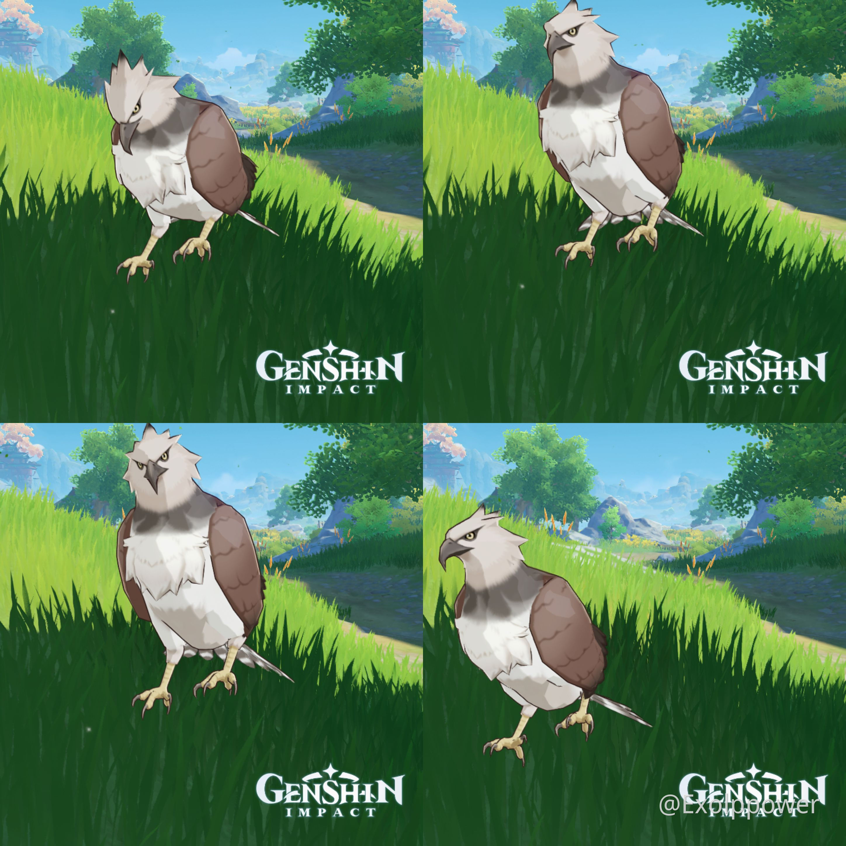 Diluc's Bird Genshin Impact | HoYoLAB