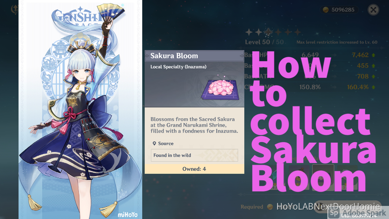How to collect Sakura Bloom Genshin Impact | HoYoLAB
