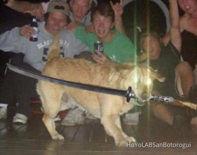 Inazuma Dogs Genshin Impact | HoYoLAB