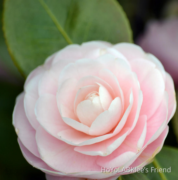 Pink Japanese Camellia flowers describe Kamisato Ayaka the best Genshin ...