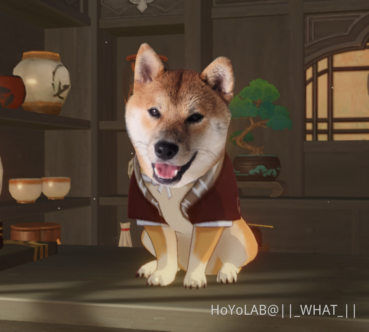 shiba in Genshin? Genshin Impact | HoYoLAB