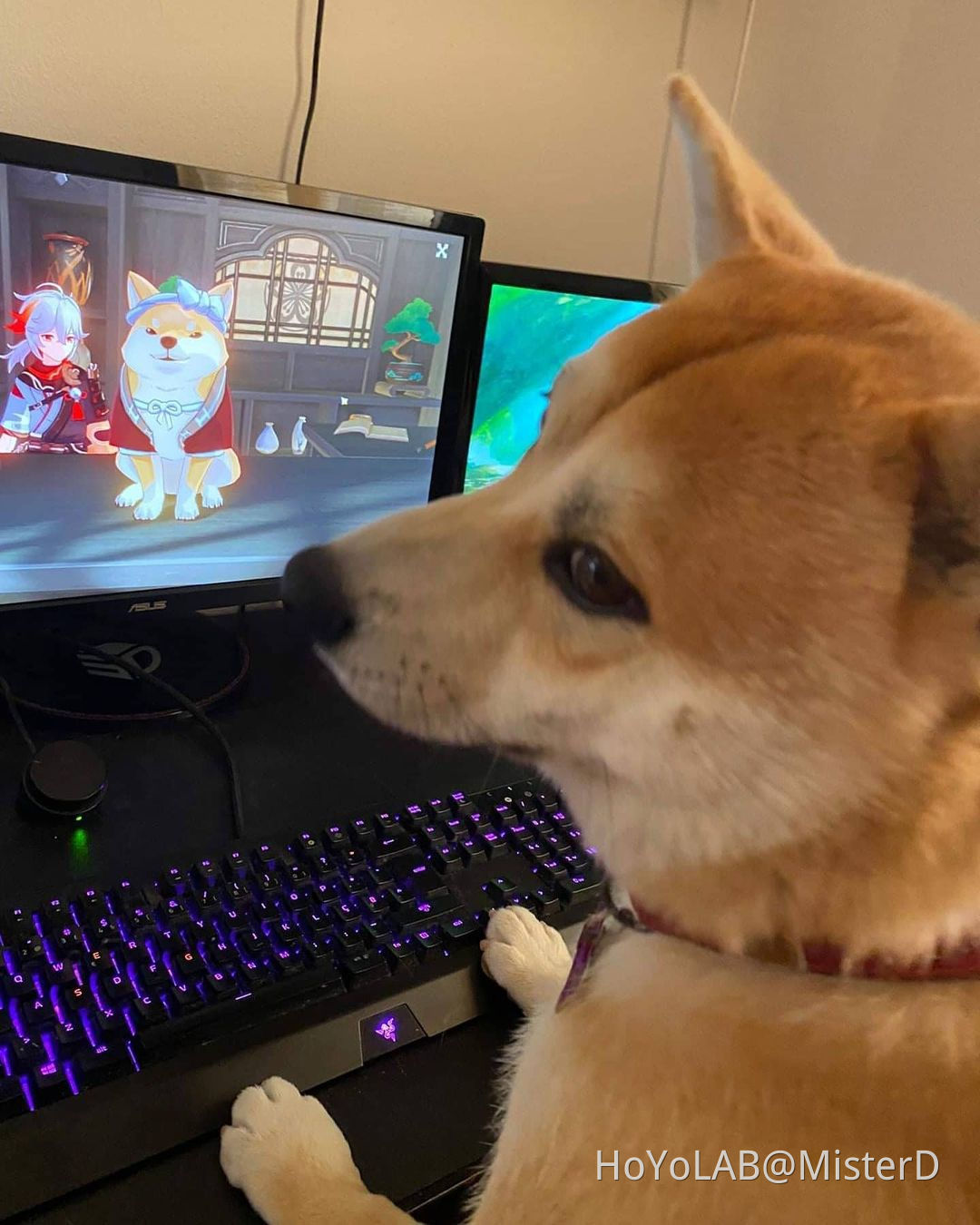 Woof Woof Genshin Impact | HoYoLAB