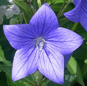 Raiden Shogun's Birthday Flower Is Depressing... Genshin Impact | HoYoLAB