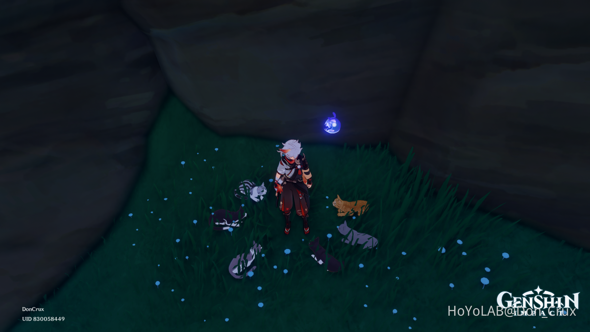 Neko Island Genshin Impact | HoYoLAB