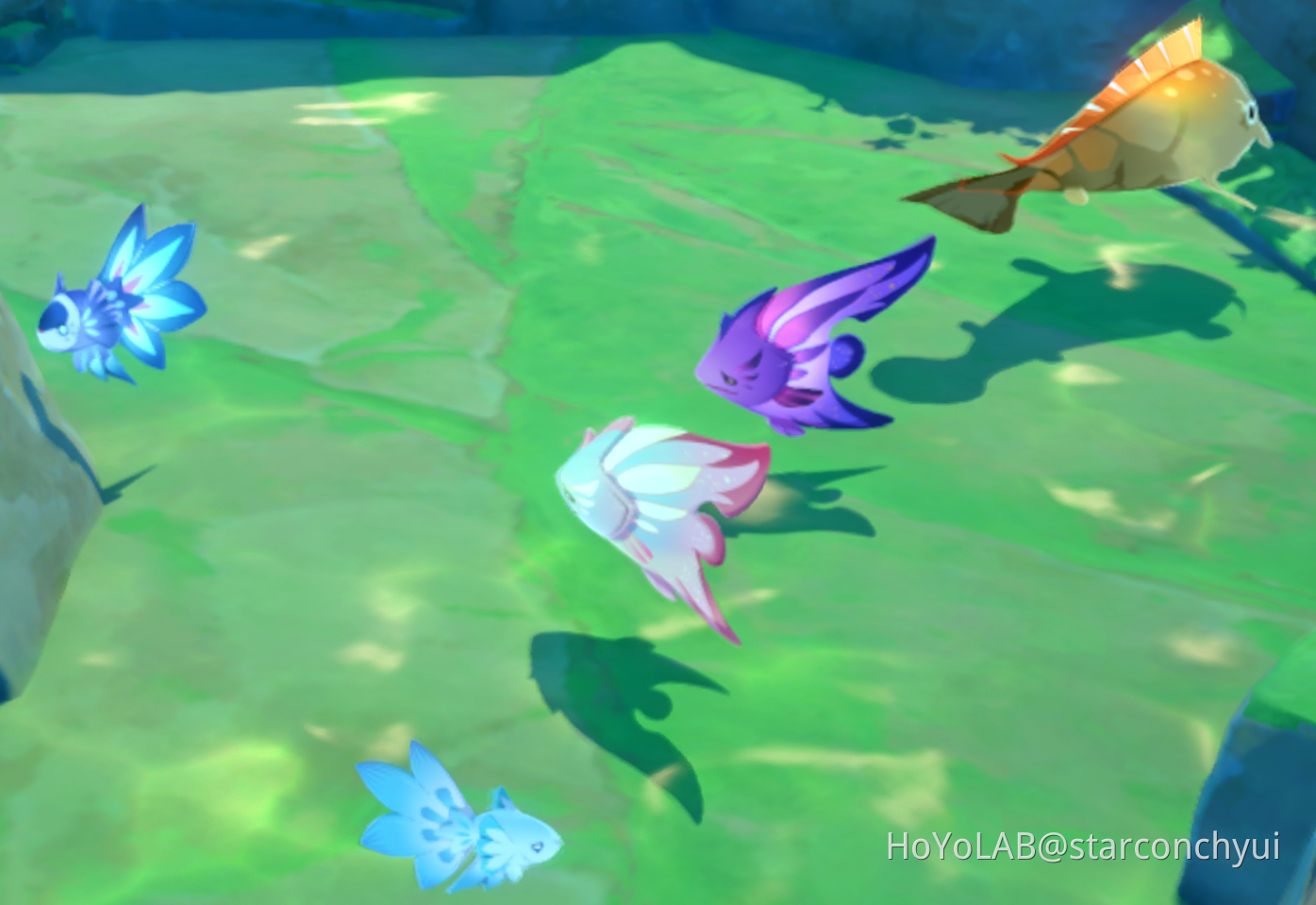 I named my fishes Genshin Impact | HoYoLAB