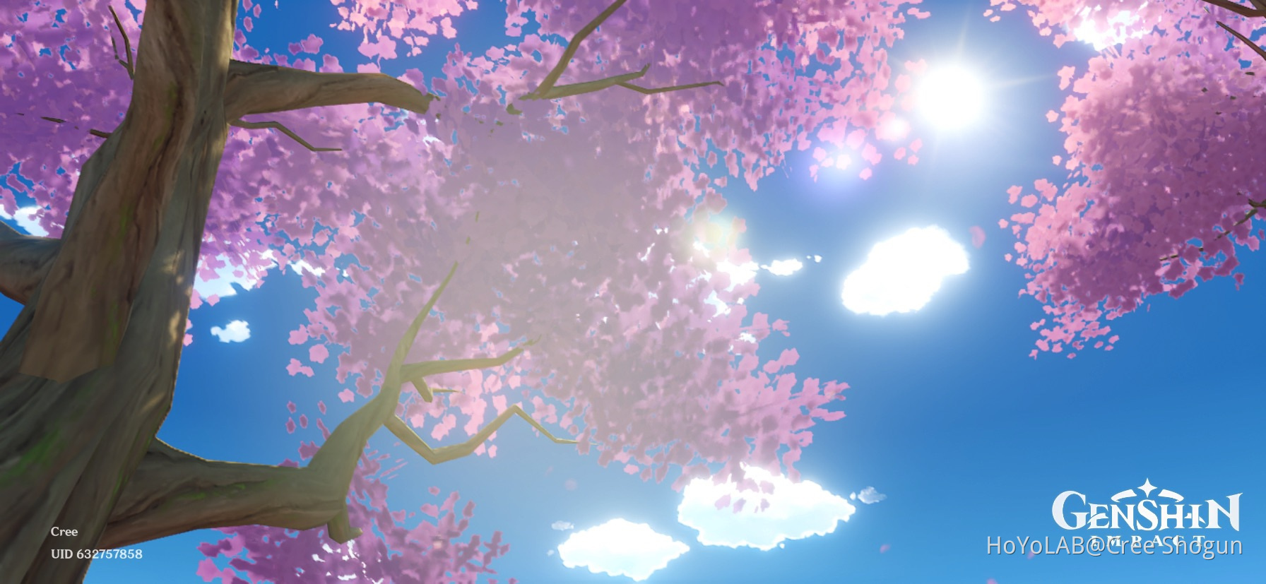 Sakura Trees in Narukami Island, Inazuma - Player Community