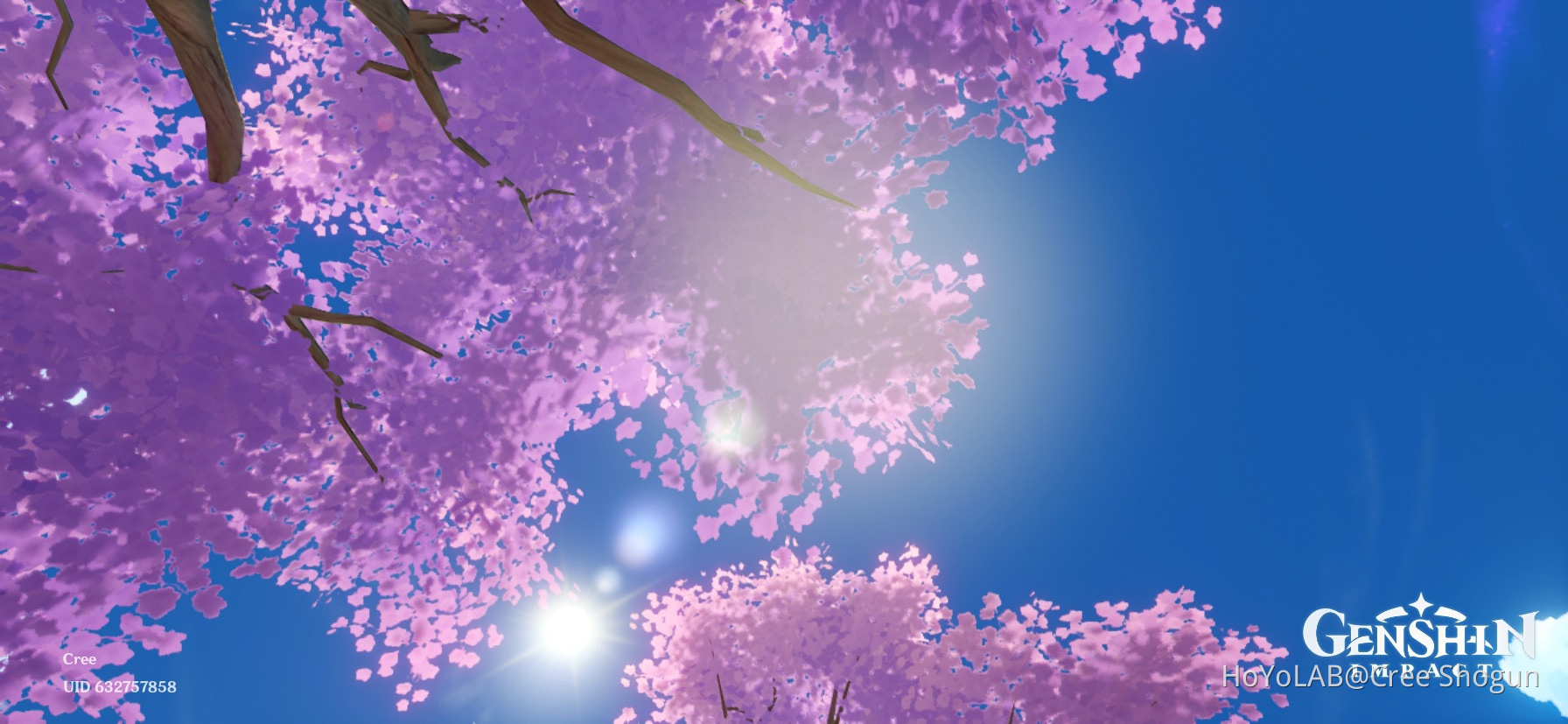 Sakura Trees in Narukami Island, Inazuma - Player Community