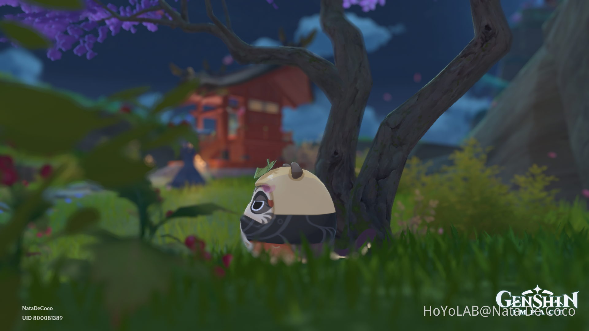 Pompong Genshin Impact | HoYoLAB