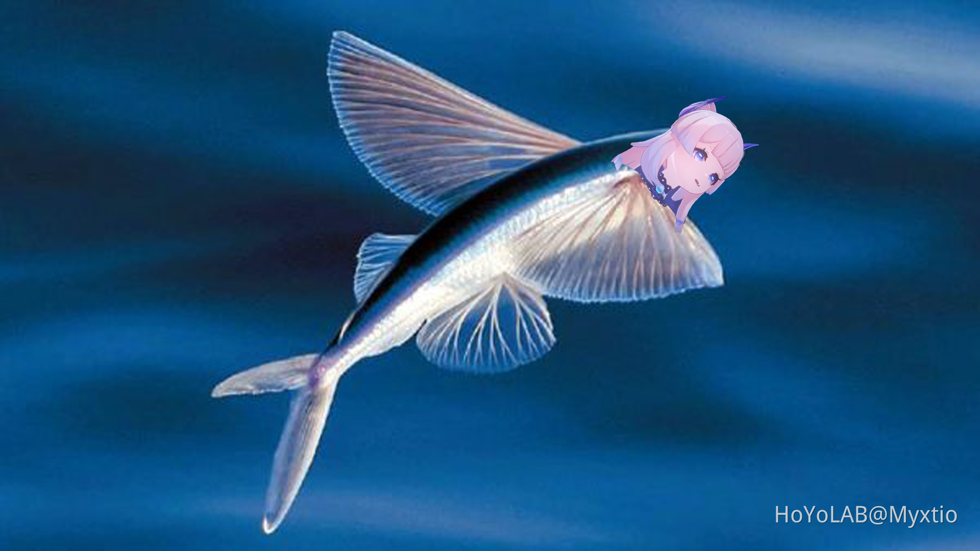 Flying Kokofish - Player Community