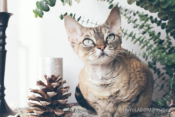 Sucrose's Animal Identity Genshin Impact | HoYoLAB