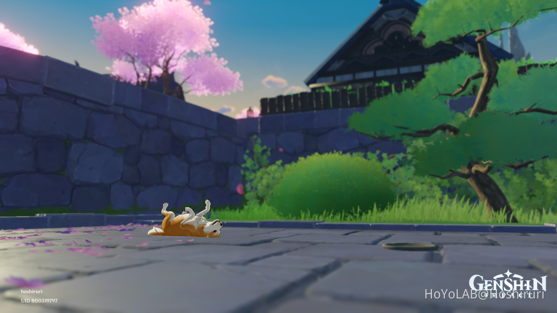 Dog and Cat in Inazuma Genshin Impact | HoYoLAB