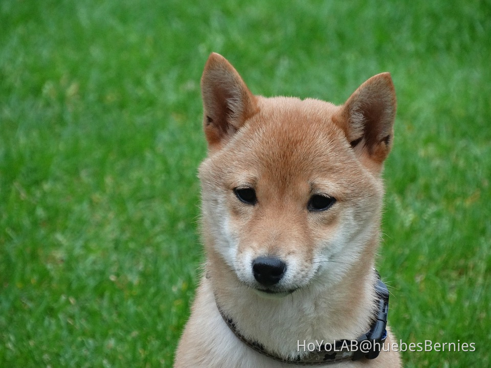 Sad Shiba Genshin Impact | HoYoLAB