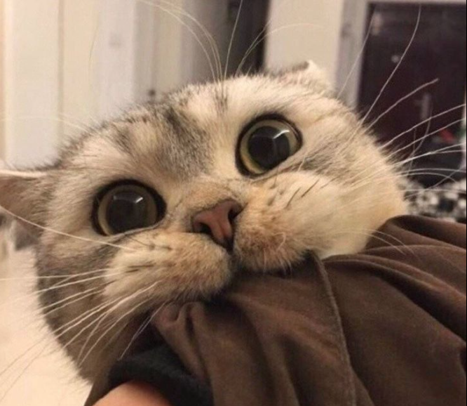 [Opinion] Why Ganyu is a MUST pull Genshin Impact | HoYoLAB