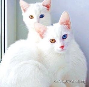 This cat is Kiana right!? Honkai Impact 3rd | HoYoLAB