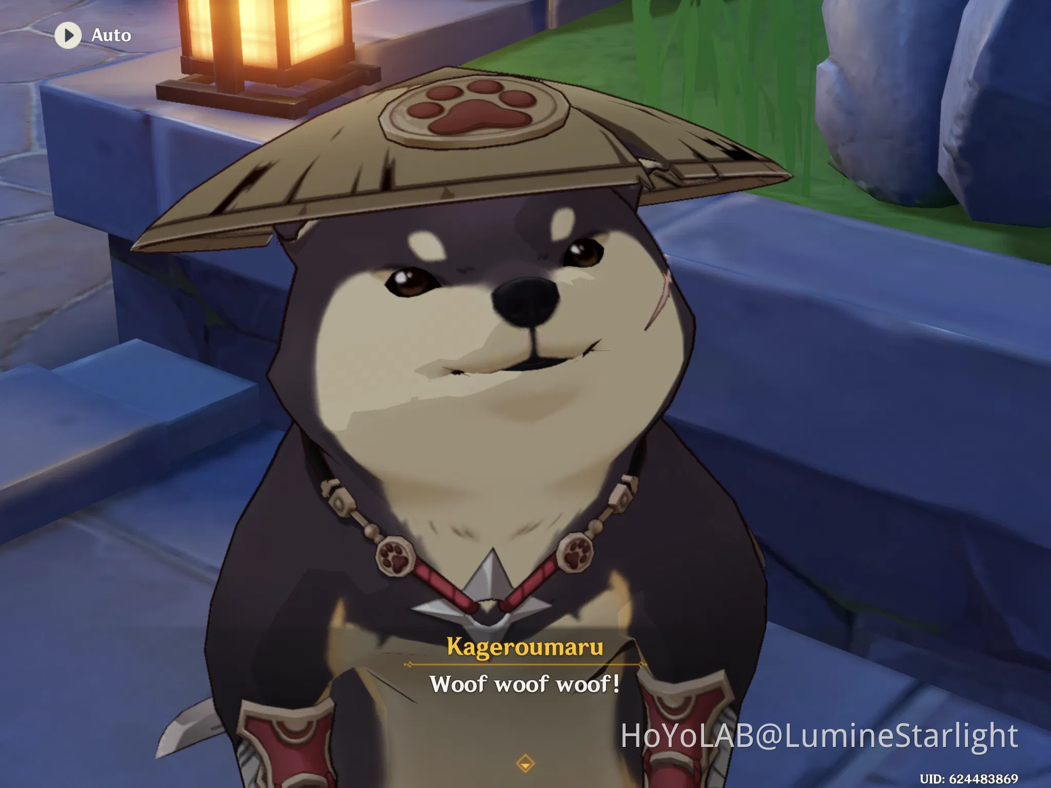 Cute shiba Genshin Impact | HoYoLAB