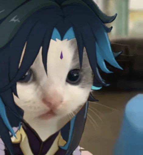 Xiao cat Genshin Impact | HoYoLAB