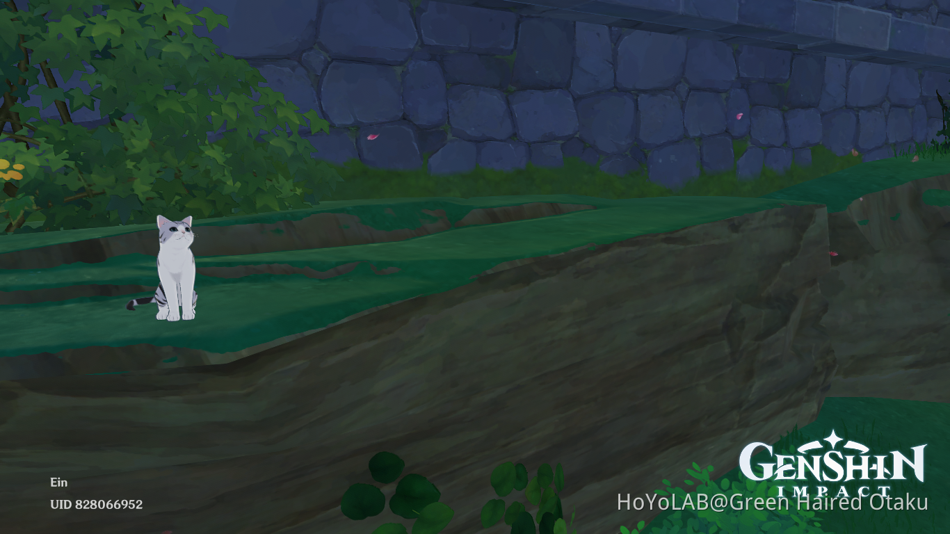 Some pictures of cats in Inazuma - Player Community