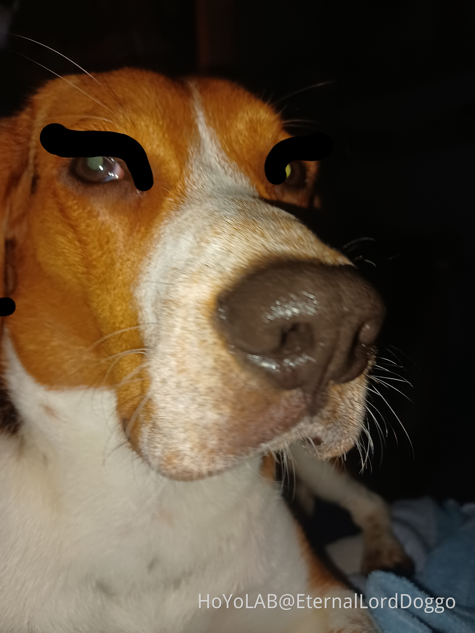 Sassy Doge | HoYoLAB