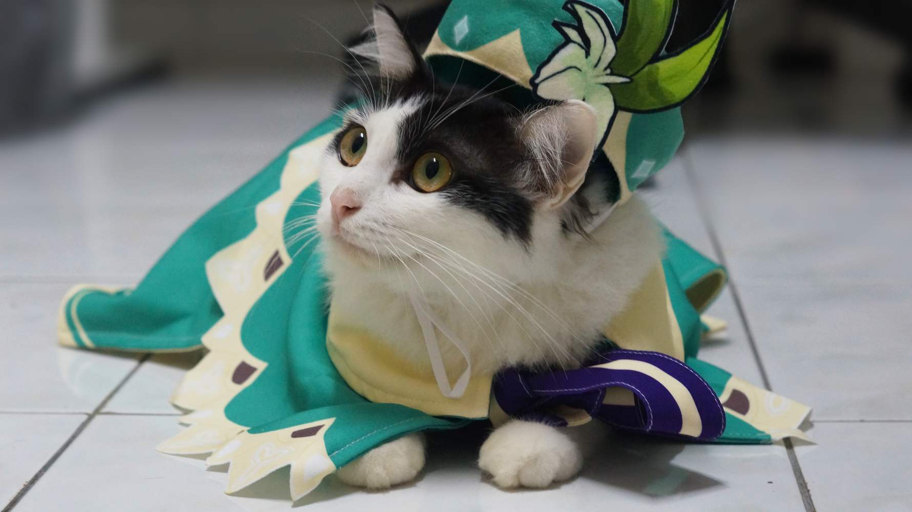 My cat Toru, cosplaying as Venti Genshin Impact | HoYoLAB