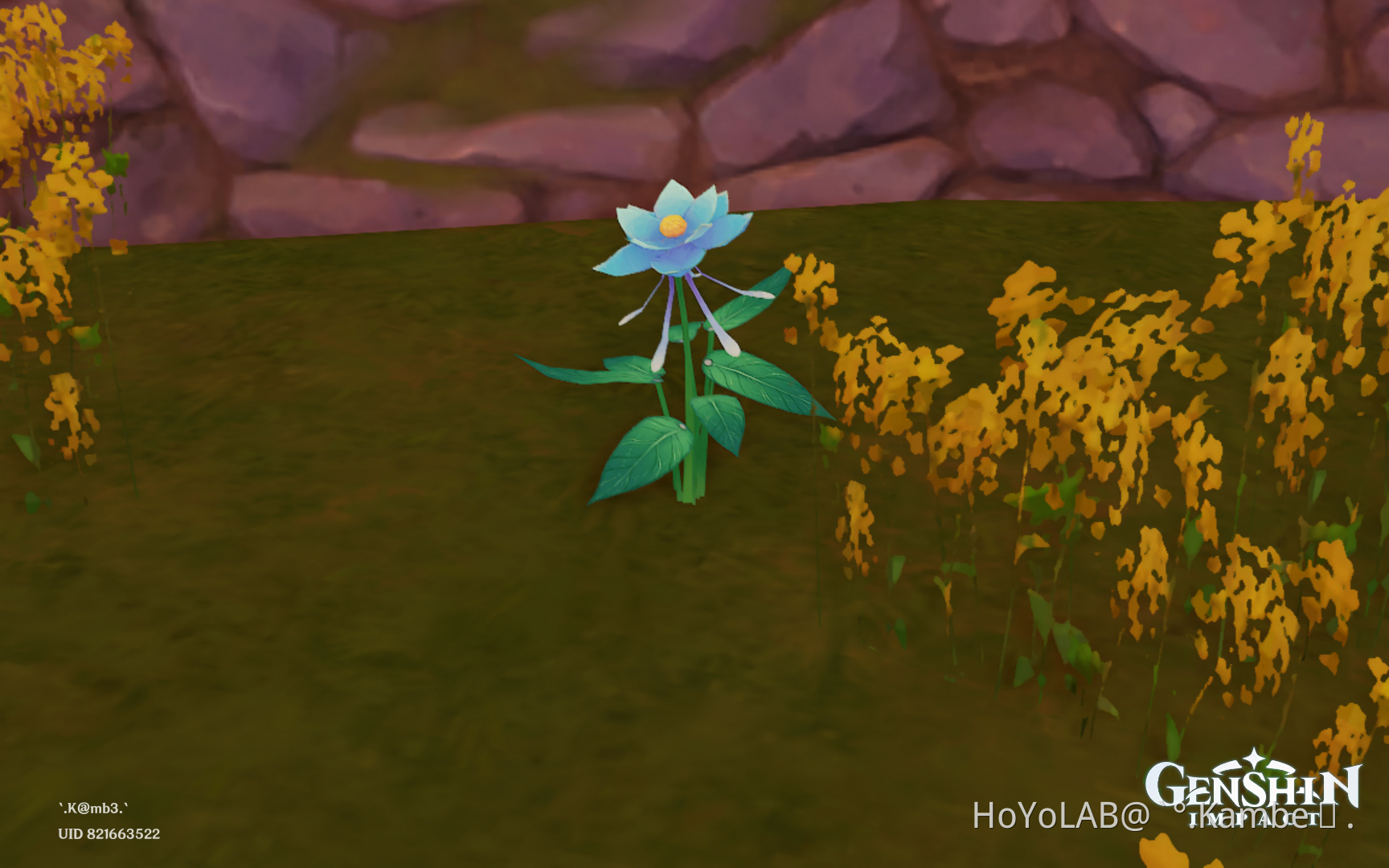 Finally saw this flower open Genshin Impact | HoYoLAB