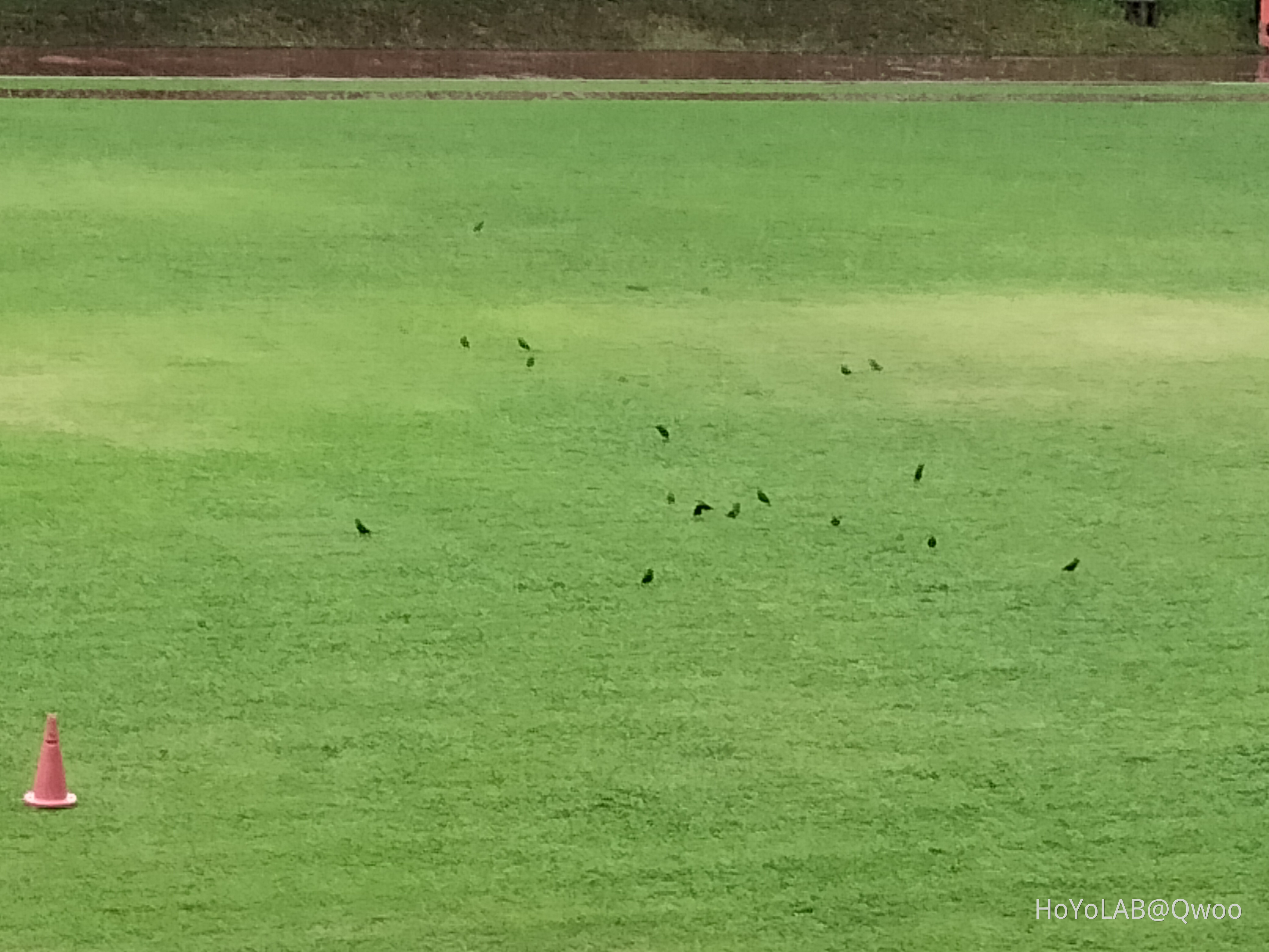 guys it's Timmies pigeons irl! Genshin Impact | HoYoLAB