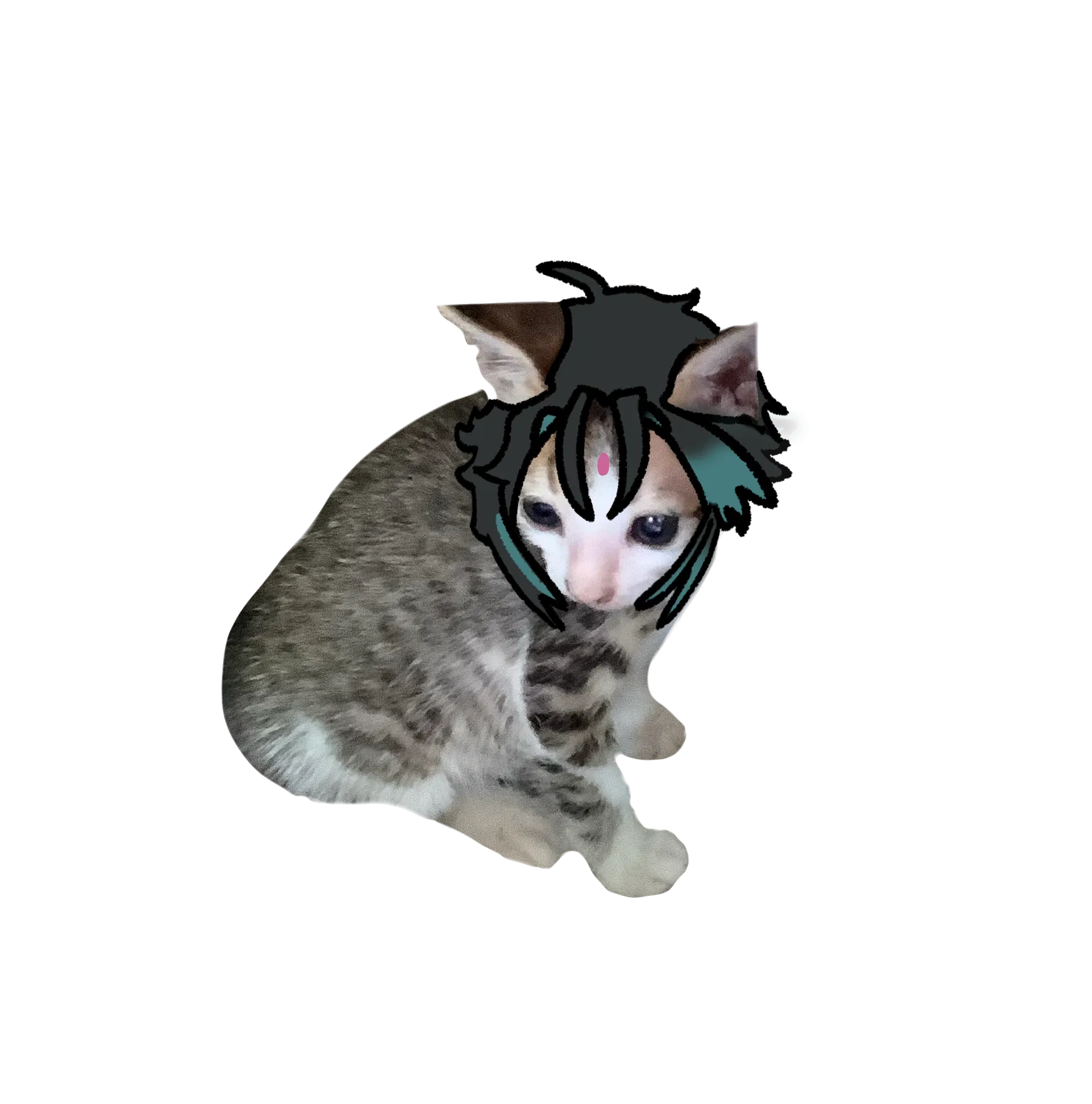 Xiao cat Genshin Impact | HoYoLAB