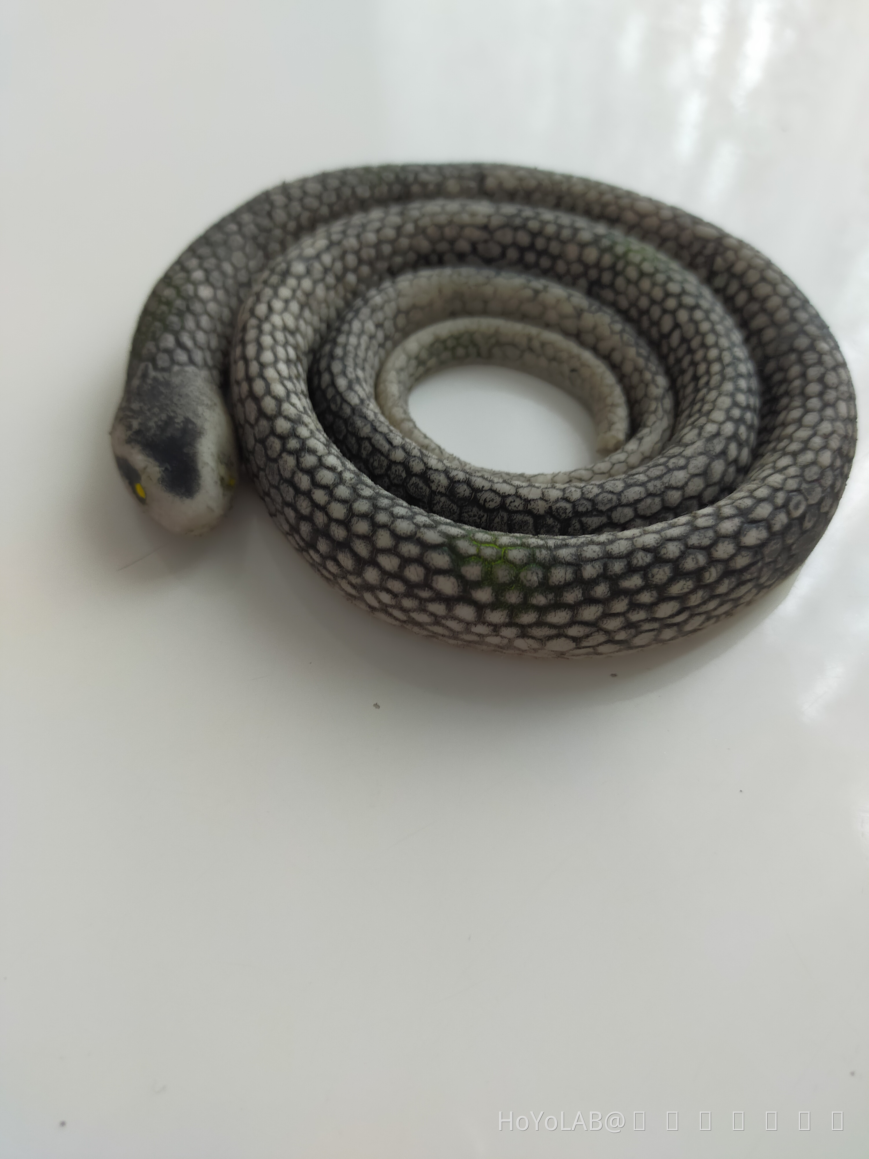 Happy Birthday Mobius!!🎉 Honkai Impact 3rd | HoYoLAB