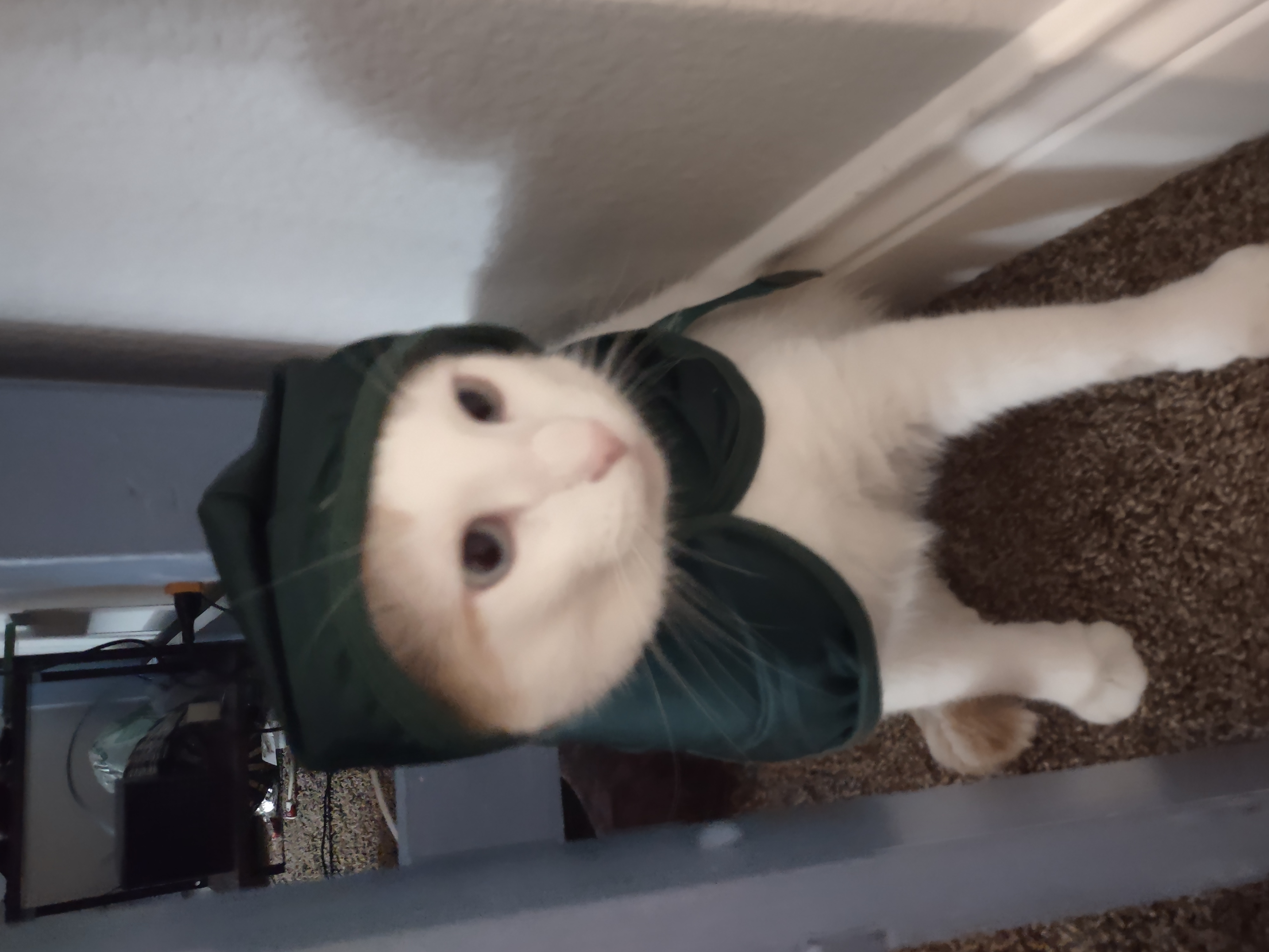 Attack on Titan cat | HoYoLAB