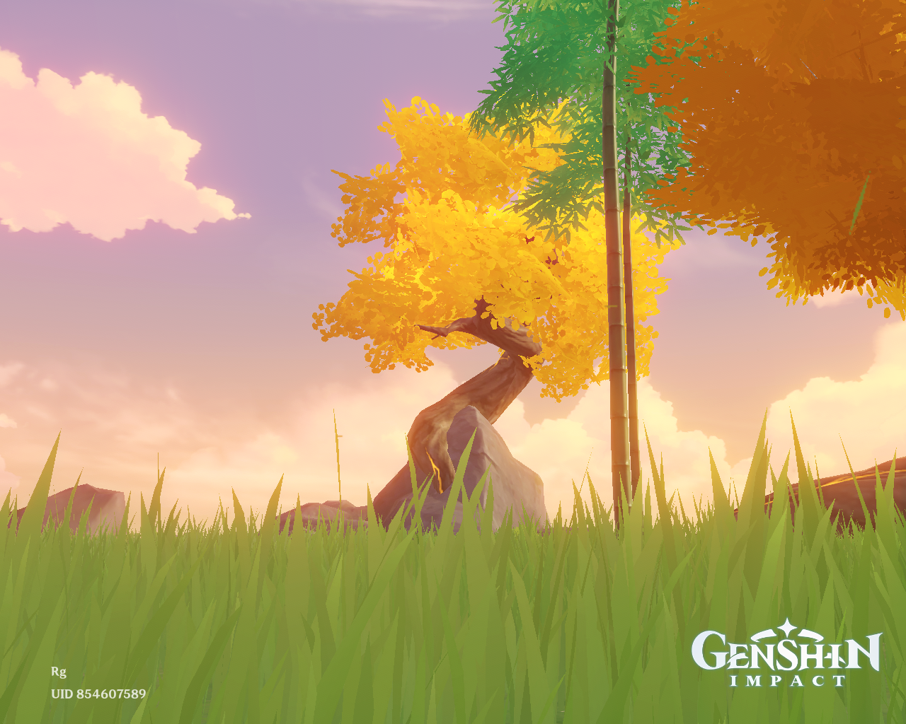 random picture of a tree Genshin Impact | HoYoLAB