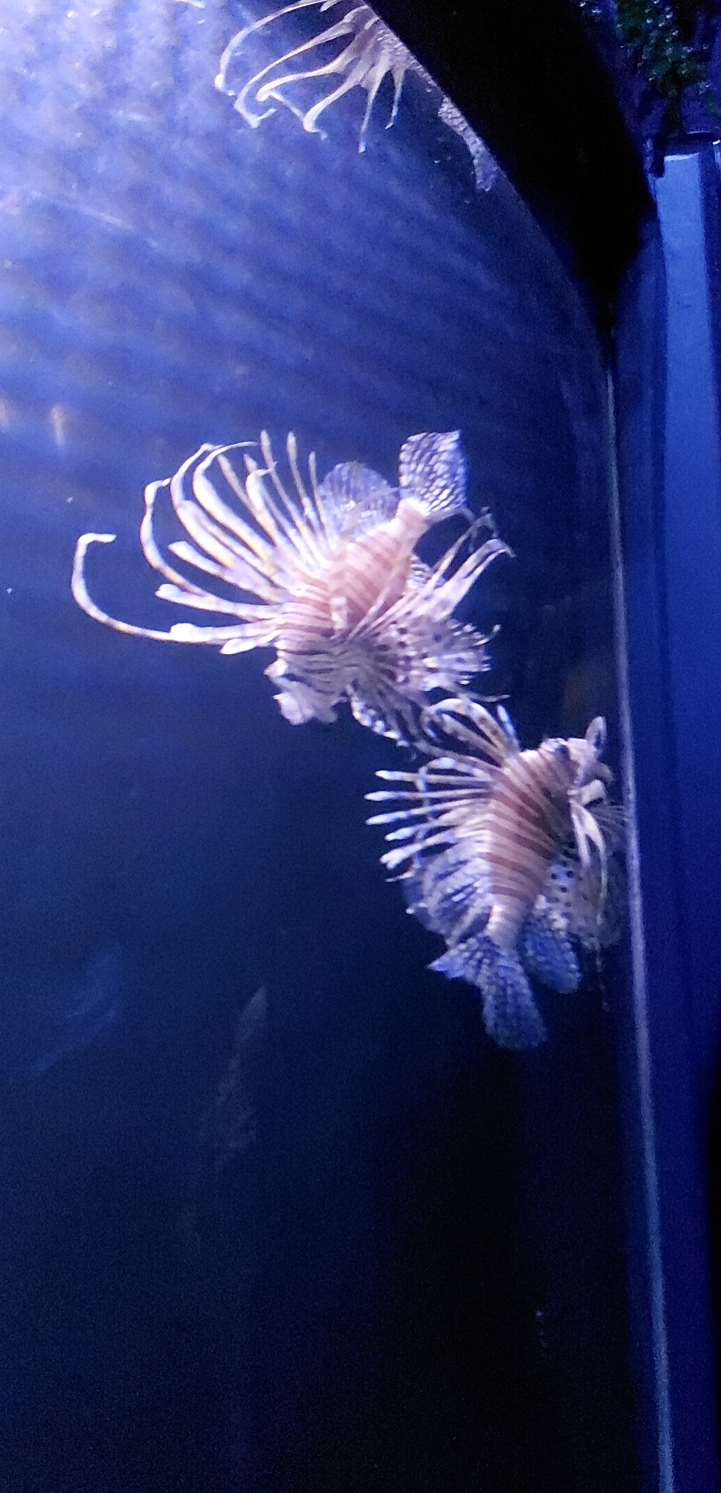 Fish Genshin Impact | HoYoLAB