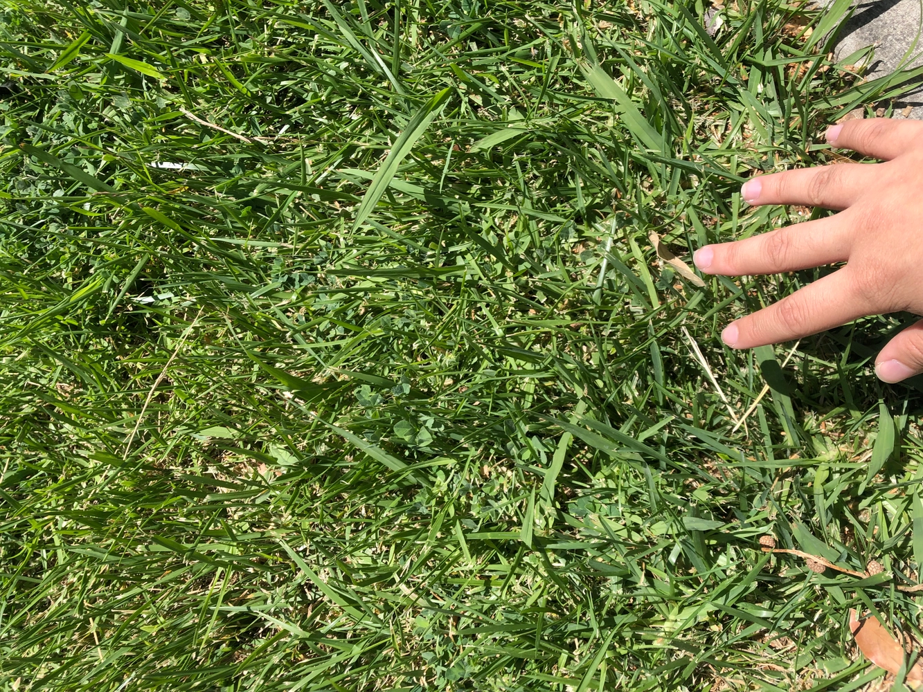 Touch Grass Genshin Impact | HoYoLAB