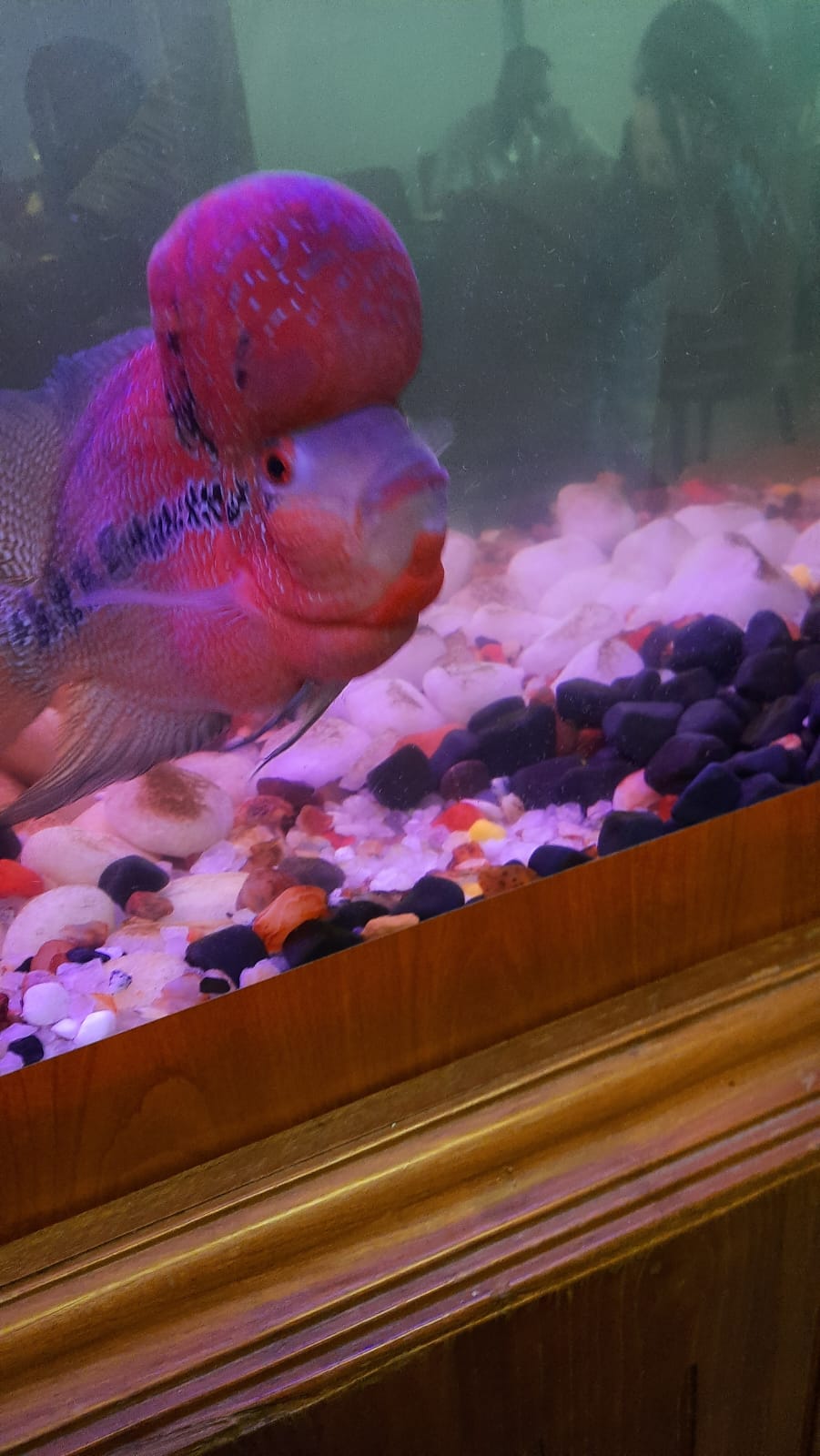 Smug Fish | Genshin Impact | HoYoLAB