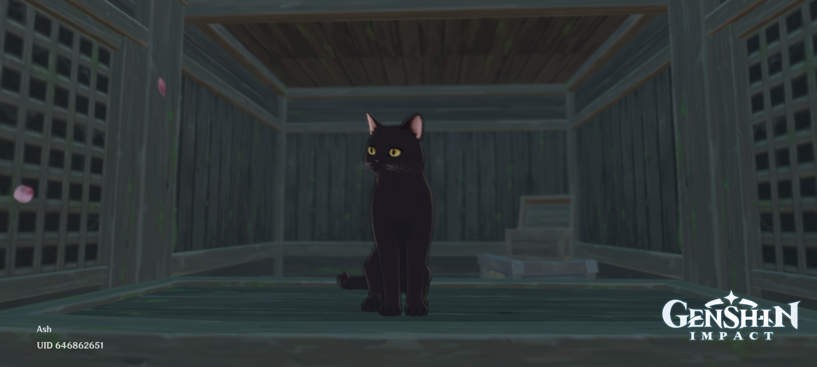 Neko Genshin Impact | HoYoLAB