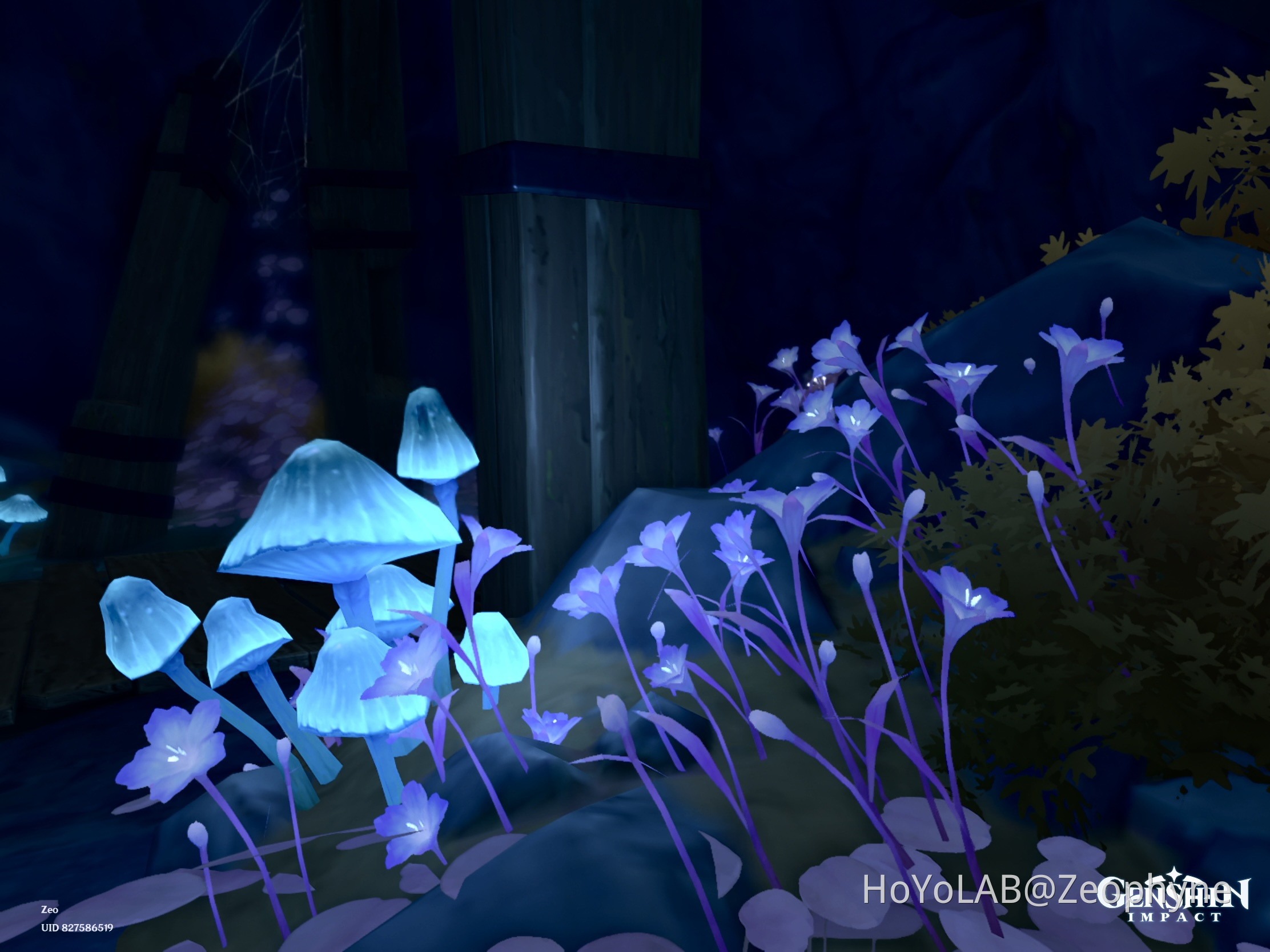Flora Appreciation Genshin Impact | HoYoLAB