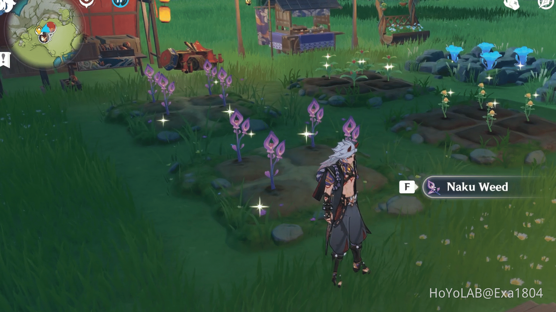 All 143 Naku Weed Farming Route (Video + Screenshot) Genshin Impact ...