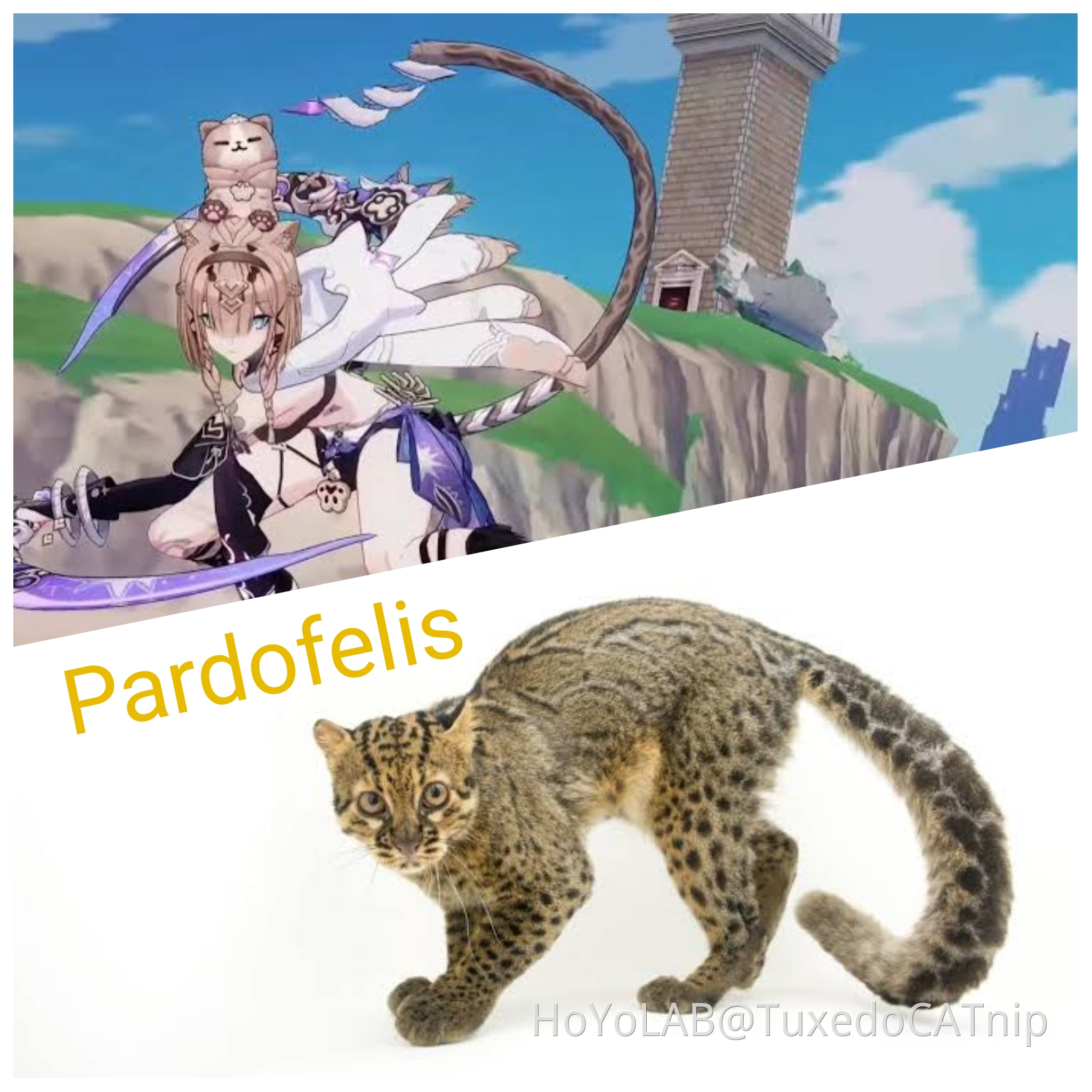 Pardofelis Honkai Impact 3rd | HoYoLAB