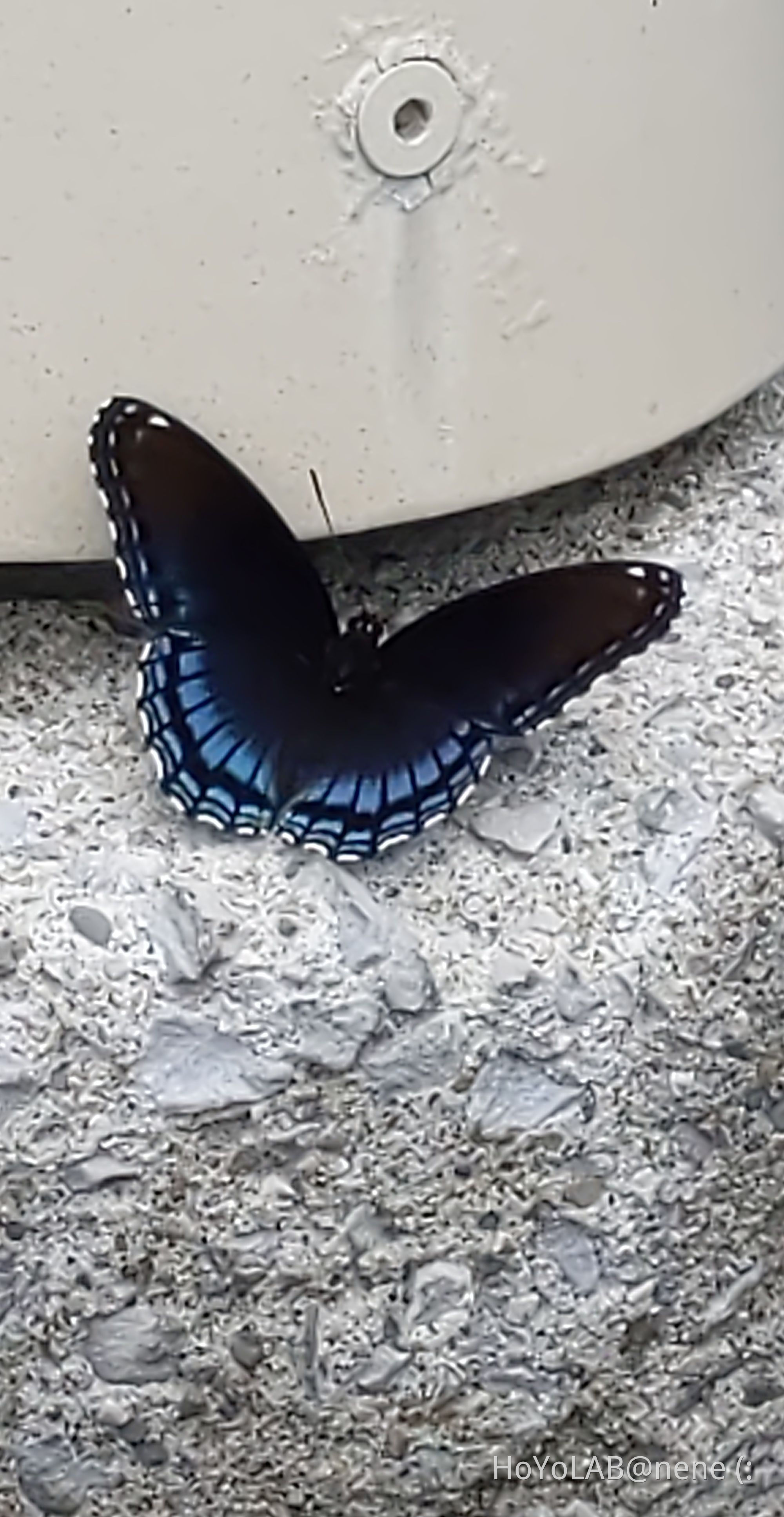 Buggies Genshin Impact | HoYoLAB