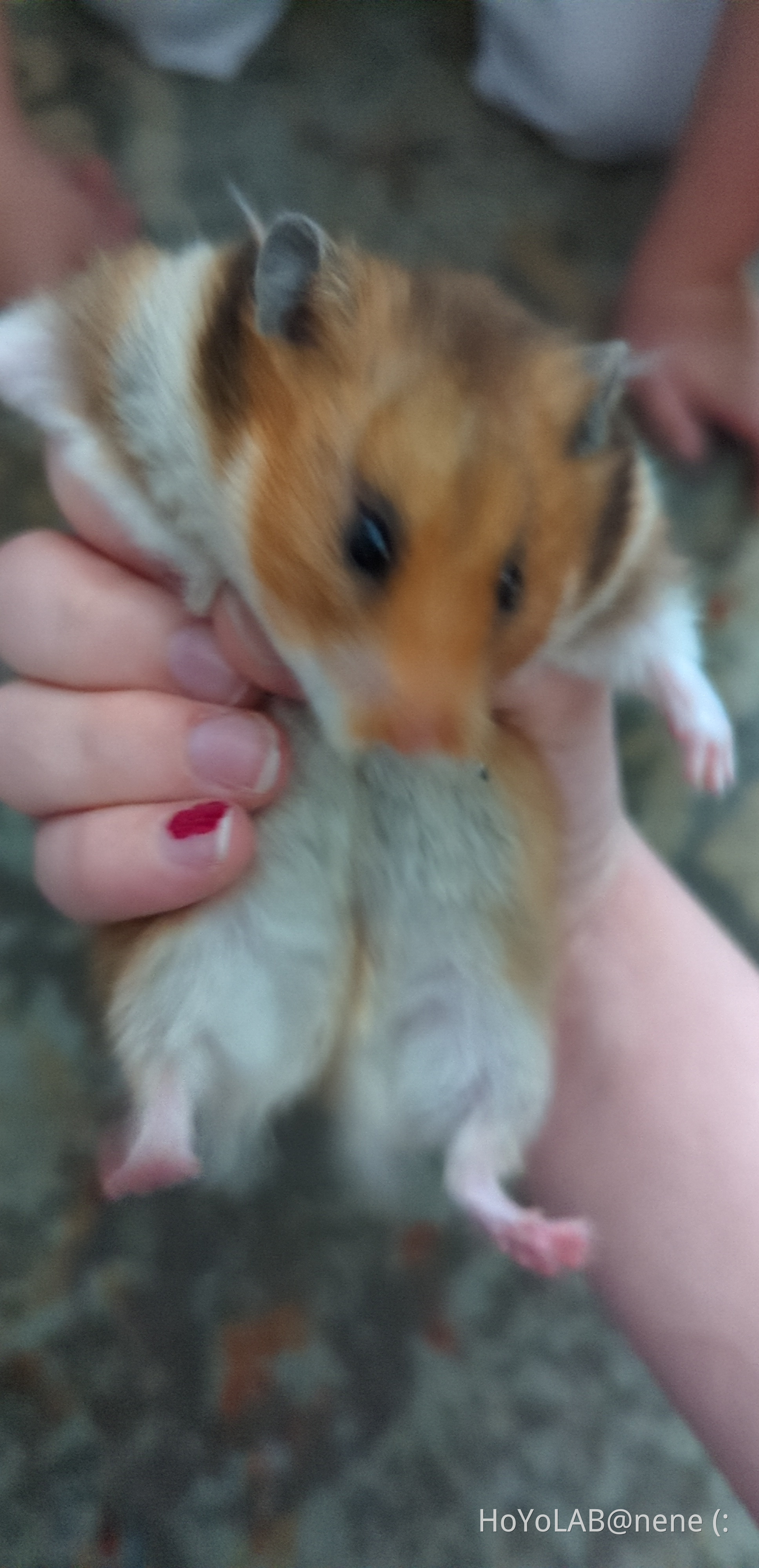 Hammy #2, Hamilton | HoYoLAB