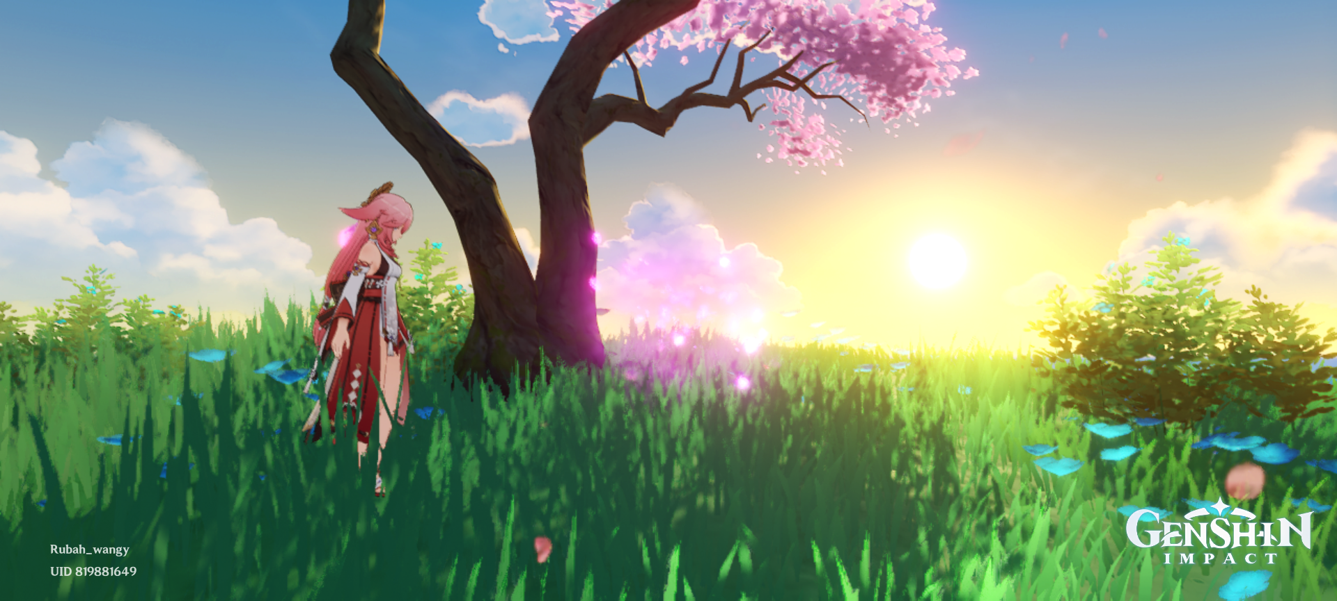 Sakura Bloom Genshin Impact | HoYoLAB