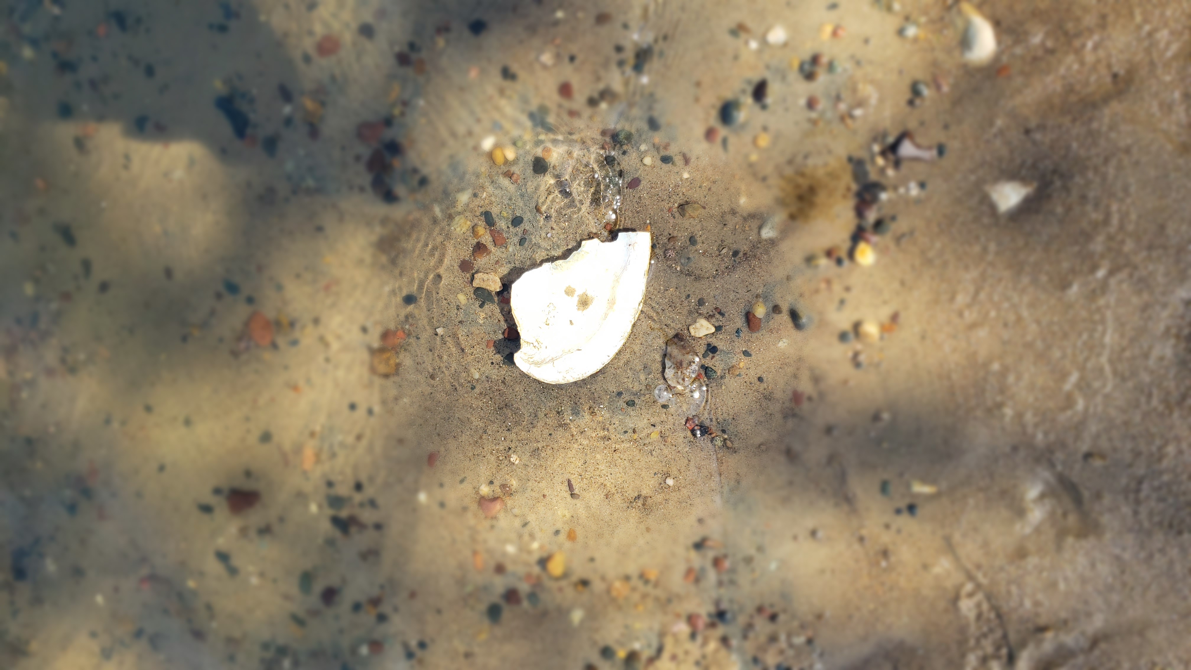 Sea...Lake Shell? | HoYoLAB