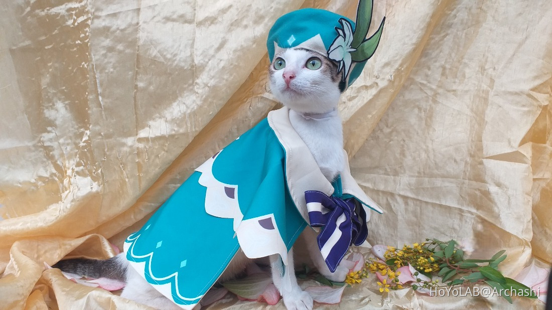 My Cat as Venti Genshin Impact | HoYoLAB
