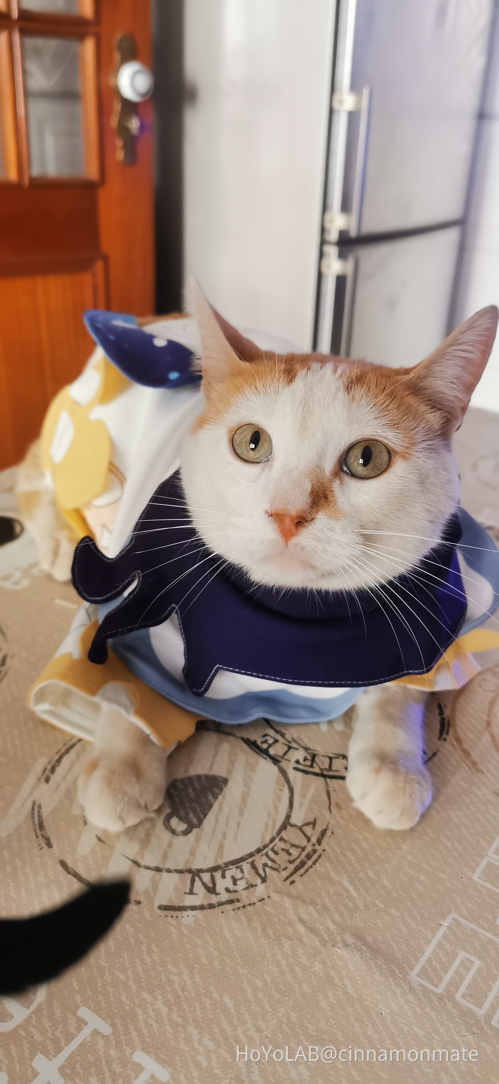 I dressed up my cat as Paimon Genshin Impact | HoYoLAB
