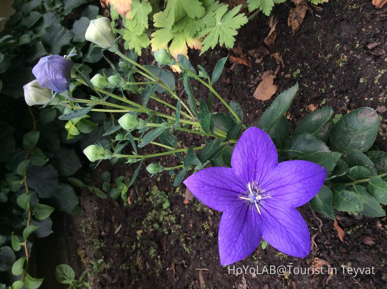 Who is wearing this flower? Meaning of Balloon Flower 桔梗 Kikyō Genshin ...