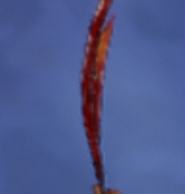 Guess Whose Feather Is This? Genshin Impact | HoYoLAB